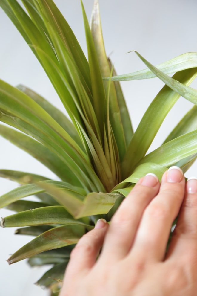 How to Pick the Perfect Pineapple Every Time - Homemade Home